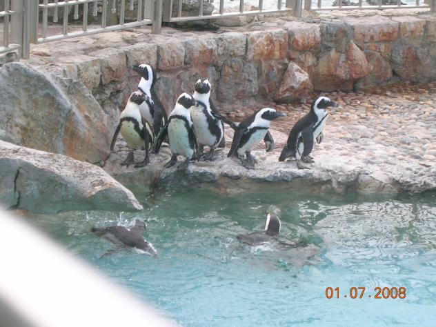 Pinguinos, SANTANDER (Cantabria)