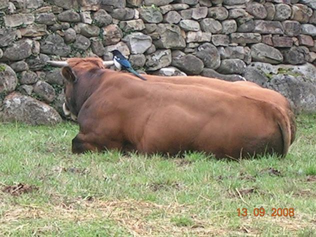 Vaca echada con una urraca encima, PEDREDO (Cantabria)