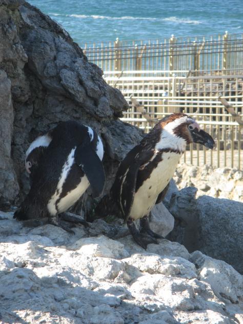 Zoo de La Magdalena: pingüinos, SANTANDER (Cantabria)