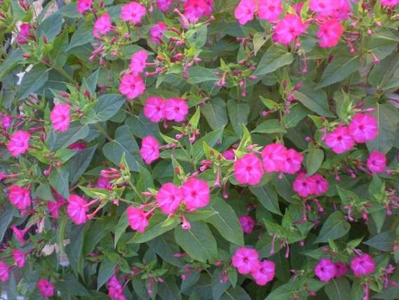 Don Pedros rosas, MADRID