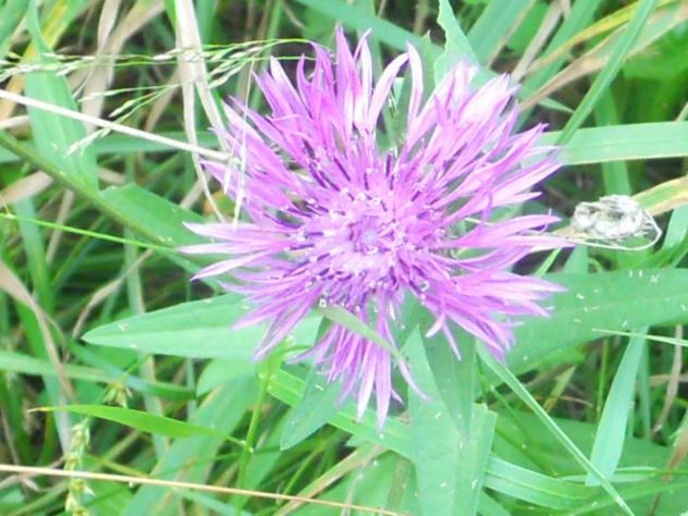 flor de la pradera, TURON (Asturias)