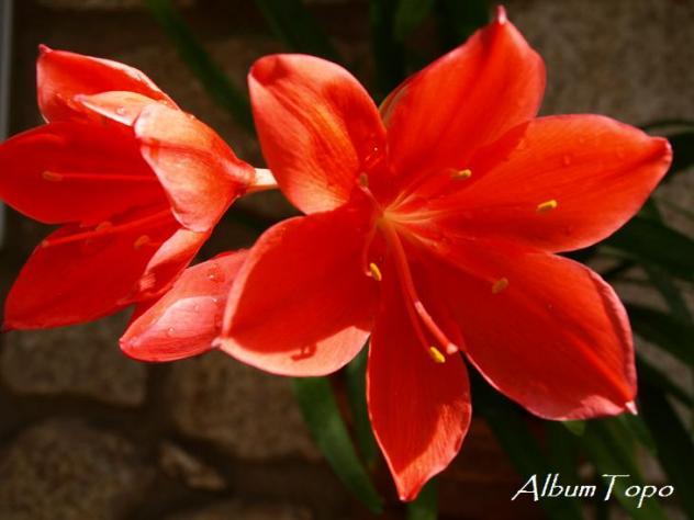 Azucenas rojas, ACEBO (Cáceres)