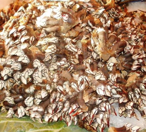 Percebes vivos en la Boquería, BARCELONA