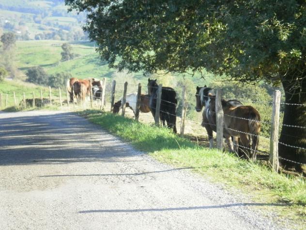 SOLORZANO (Cantabria)