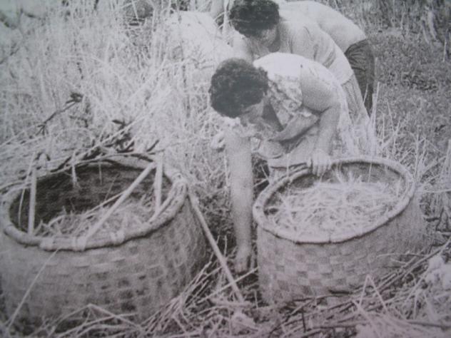Recogiendo escanda, ZUREDA (Asturias)