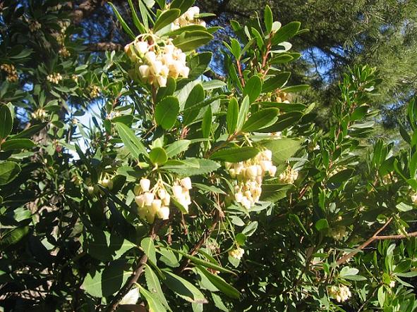 Madroño en flor, BARCELONA