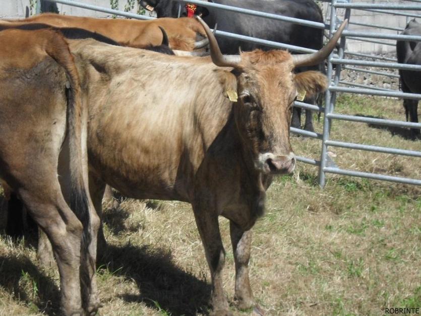 raza monchina, AMPUERO (Cantabria)