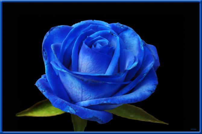 con esta preciosa rosa azul te doy los buenos días, TURON (Asturias)