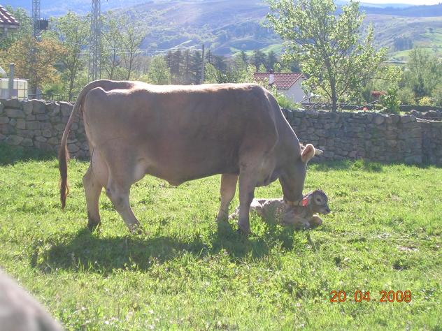 Vaca con su cria recien nacida1, PEDREDO (Cantabria)