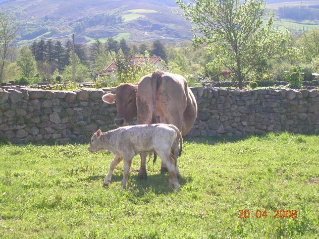 Vaca con su cria recien nacida poniendose en pie, PEDREDO (Cantabria)