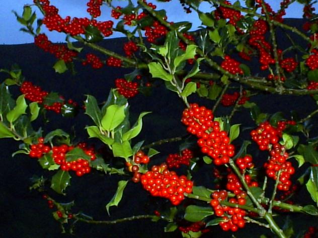 Carrascu en flor, PIEDRACEDA (Asturias)