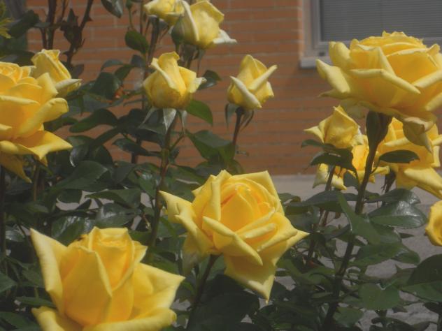 rosas amarillas, TURON (Asturias)