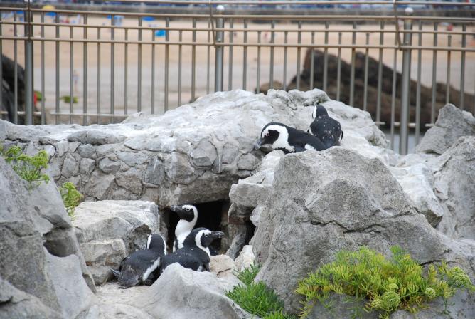 Pingüinos en el zoo, SANTANDER (Cantabria)